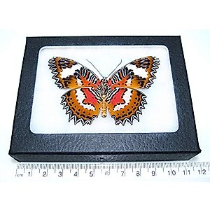 BicBugs Cethosia hypsea Real Framed Butterfly RED Indonesia