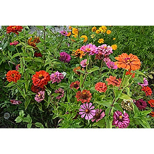 "Button Box Mix" Zinnia Seeds for Planting, 100+ Flower Seeds Per Packet, (Isla's Garden Seeds), Non GMO & Heirloom Seeds, Botanical Name: Zinnia elegans, Great Home Garden Gift