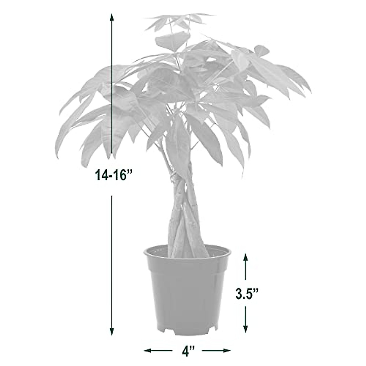 Money Tree Live Indoor Plant in 4 in. Plastic Grower Pot ***Cannot Ship to Hawaii***