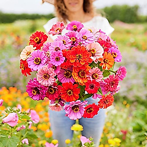 Zinnia Seeds - Dahlia Flowered - Packet - Pink/Yellow/Orange Flower Seeds, Open Pollinated Seed Attracts Bees, Attracts Butterflies, Attracts Hummingbirds, Attracts Pollinators