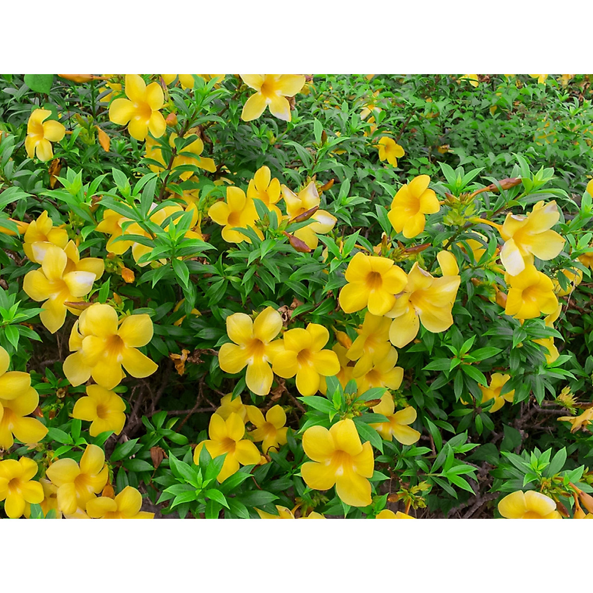 Yellow Flowering Allamanda Bush | 3 Live Plants | Allamanda Schottii | Beautiful Indoor and Outdoor Blooming Shrub