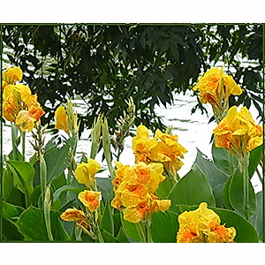 20+ Mixed Canna Lily Flower Seeds Perennial Beautiful Bonsai Plant Home Garden Decor
