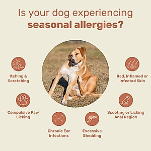 Canine Keeps Dog Allergy Chews - Itch Relief for Dogs – Omega 3 Salmon Fish Oil, Probiotics & Quercetin - Immune Support & Dog Allergy Relief Chews – Digestion + Skin & Coat Health - 90 Ct.