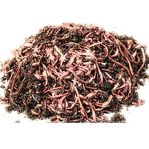 Enchantment Products 500 Count Red Wiggler Worms Live Composting Worms