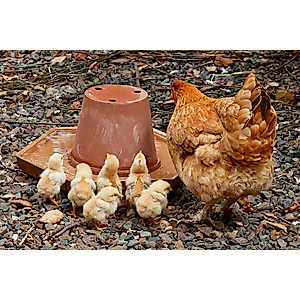 Thunder New Max Vitamins Health Supplement Capsules Rooster Booster Chicken Increasing Energy Formula Feed Cock Fighting Gamecocks, Good Breeding, Stronger & More Power, Healthy 90 Capsules Hen Food