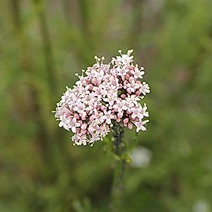 Valerian (Valeriana officinalis) Seeds - Pack of 75, Certified Organic, Non-GMO, Open Pollinated, Untreated Herb Seeds for Planting – from USA