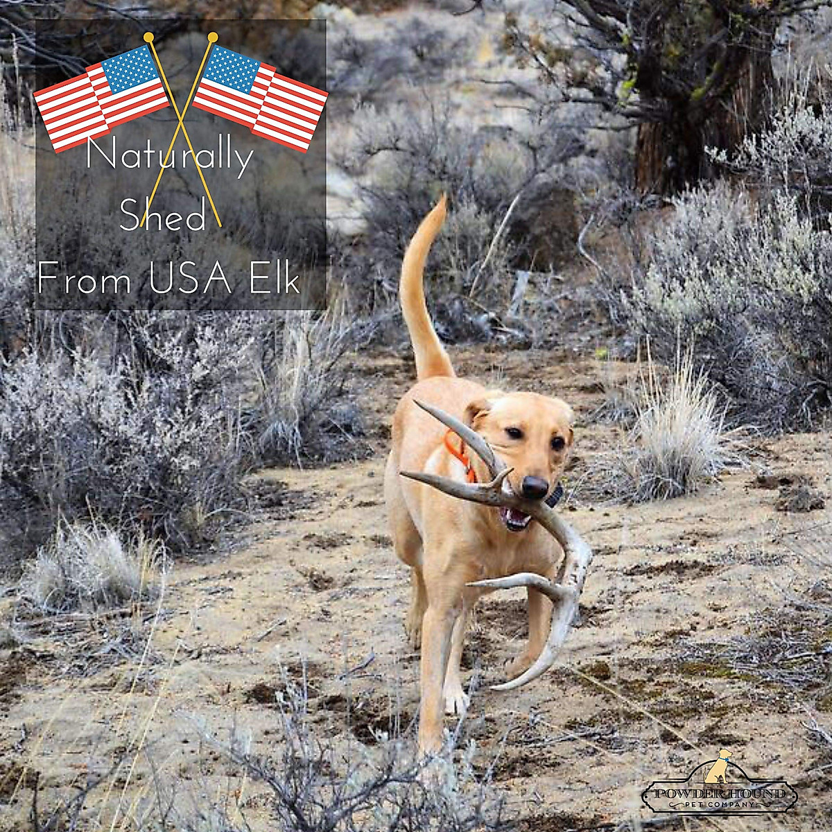 Powder Hound Pet Co. Elk Antler Dog Chew, Great for Aggressive Chewers, All-Natural, Premium A/#1 Grade Elk Antlers, Naturally Shed in USA, Cruelty Free Dog Bones, Will Not Splinter (Large)