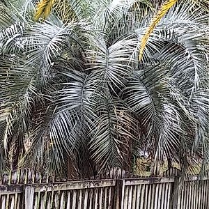 CHUXAY GARDEN 7 Seeds Brahea Armata,Mexican Blue Palm,Blue Hesper Palm Large Evergreen Tree Attractive Appearance Great Ornamental Plant