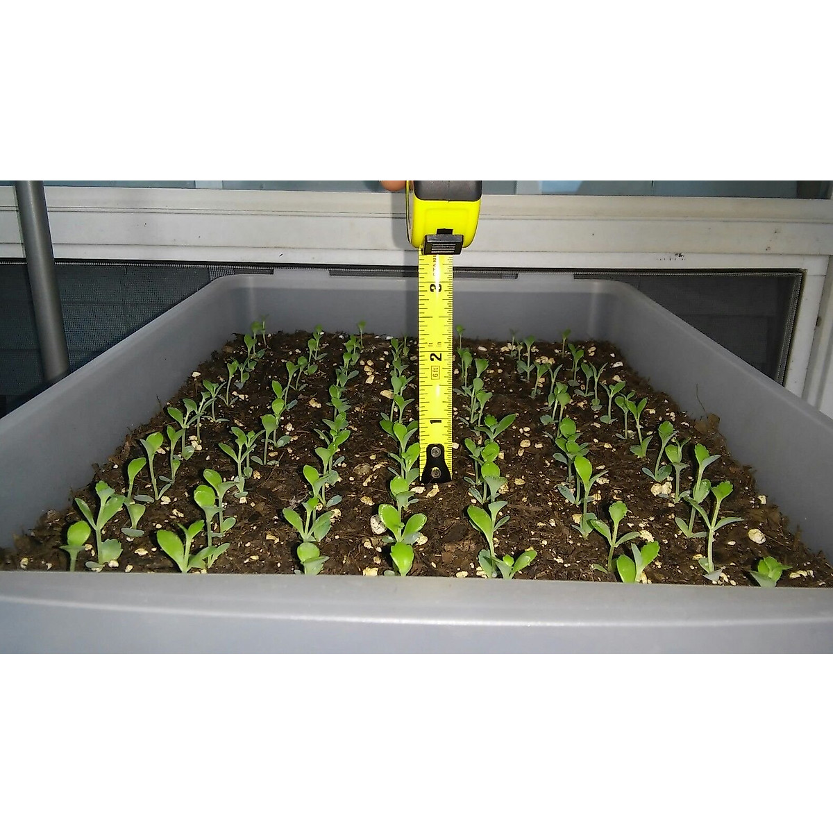 1 Seedling with Roots of Mexican Hat Plant, Kalanchoe,