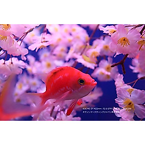 Canon EOS M3 Mirrorless Camera (Black) with EF-M 18-55mm IS STM and EF-M 22mm f/2 STM Lenses - International Version (No Warranty)