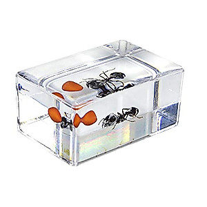 Celestron – Real 3D Bugs in Clear Resin – 4pc Set Includes Wasp, Ant, Chafer, and Beetle Specimens – Perfect for Science Eduction and Classroom – Use with Digital and Stereo Microscopes