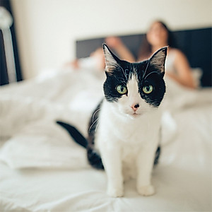 Simply Soft Ultra Soft Patterned 3 Piece Duvet Cover Set, King, Ribbon Gray (SS-DUV-Ribb-King-GR)