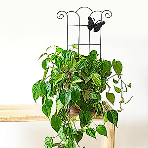 Garden Plant Trellis 2Pcs Trellis for Potted Plants Iron Mini Garden Trellis for Climbing Plants Plant Climbing Rack Flower Pots Supports