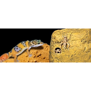 Exo Terra Reptile Cricket Feeder