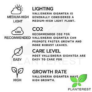 Planterest - Giant Jungle Val | Vallisneria Gigantea Potted Freshwater Live Aquarium Plant BUY2GET1FREE