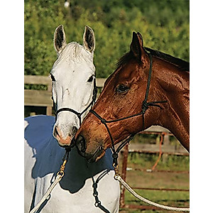 The Original Horse Bible, 2nd Edition: The Definitive Source for All Things Horse (CompanionHouse Books) 210 Breed Profiles, Training Tips, Riding Insights, Competitive Activities, Grooming and Health
