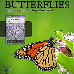 Sow Right Seeds - Bergamot (Bee Balm) Flower Seeds for Planting - Beautiful Flowers to Plant in Your Home Garden - Non-GMO Heirloom Seeds - Wildflower Attracts Pollinators - Great Gardening Gift