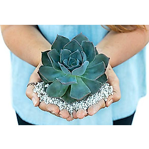 3 Gallon Bag Garden Pumice (1/8" Stone) - 12lbs