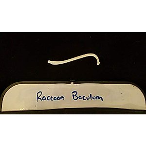 Real Raccoon Baculum Penis Dick Bone Animal Mammal/Skull Skeleton Taxidermy