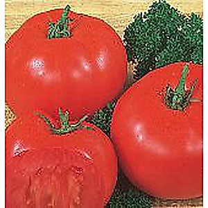 Super Beefsteak Tomato Seeds (20+ Seeds) | Non GMO | Vegetable Fruit Herb Flower Seeds for Planting | Home Garden Greenhouse Pack
