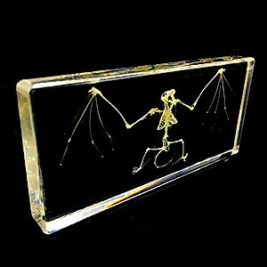 Real Bat Skeleton Specimen in Acrylic Block Paperweights Science Classroom Specimens for Science Education（5.5x2.5x1 Inch）