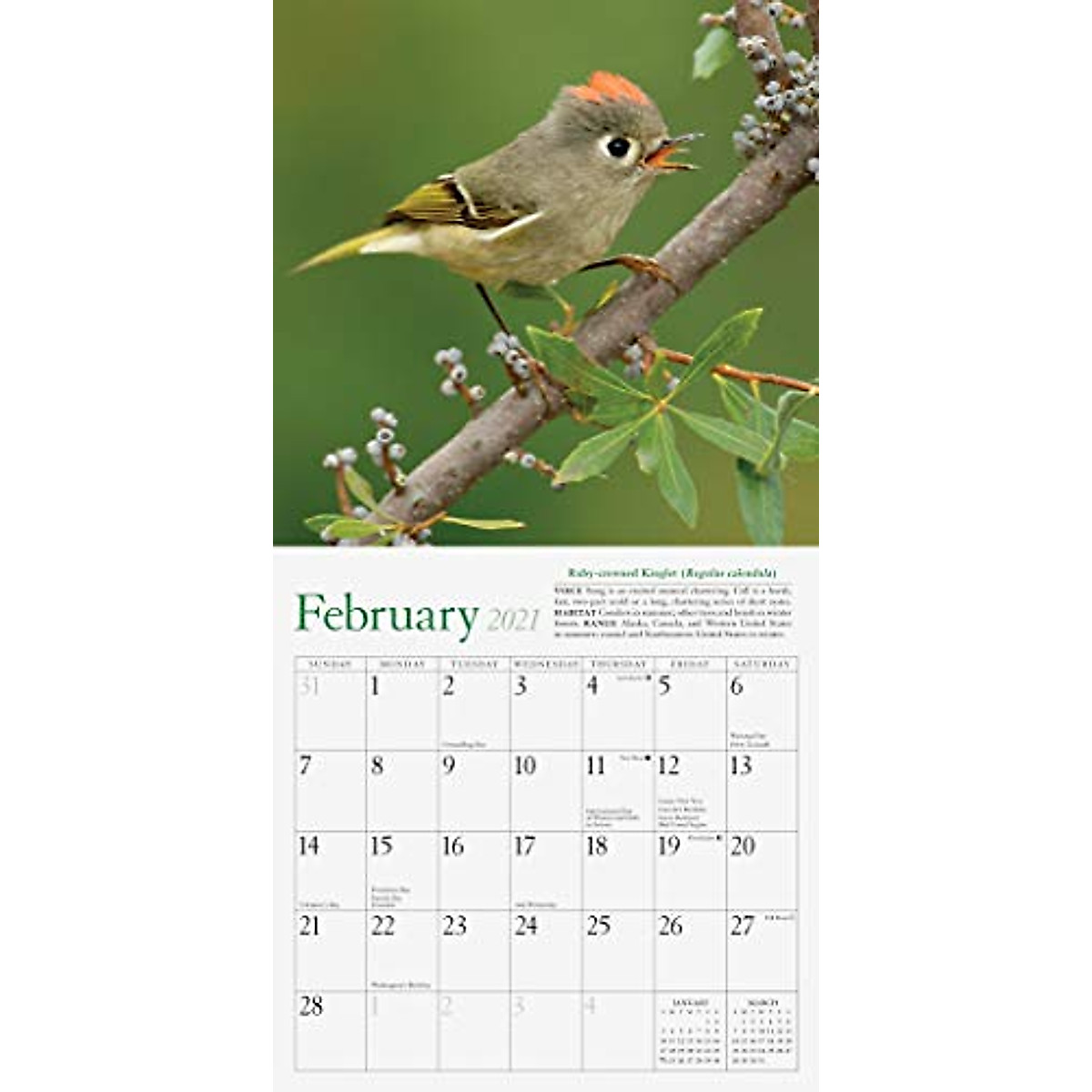 Audubon Songbirds Mini Wall Calendar 2021