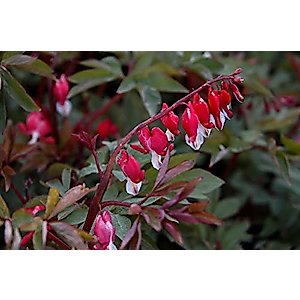 Daisy Garden 20 Pcs Rare Seeds Red Orange Bleeding Heart Dicentra Spectabilis Shade Flower Garden