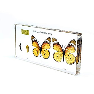 Lifecycle of a Butterfly in Resin Block Paperweight Paperweights Science Classroom Specimens for Science Education
