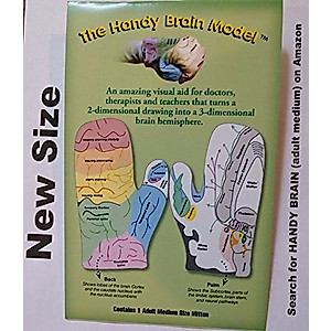 Handy Brain Model B-1.2 (adult medium)