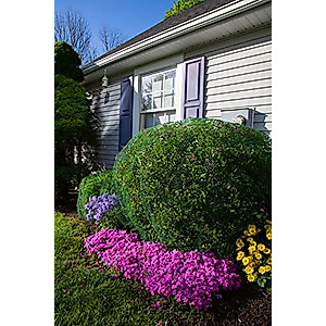 Deer-Terrent Plant Netting Cover- Size 6' X 6' for Shrubs Up to 2.5-3' Tall (6ft x 6ft). Repels Deer from Your Plants. Deer Protection for Plants