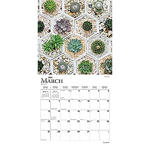 Succulents 2022 12 x 12 Inch Monthly Square Wall Calendar, Plant Garden Agriculture