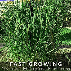 5 Lemongrass Plants 12 Inches Long, Rooted & Ready to Plant, Organic Lemon Grass Live Plants, Natural Mosquito Repellent, Premium Quality Stalks Perfect for Tea and Essential Oils