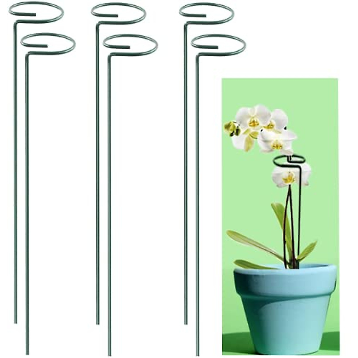 Greenpeas Plant Stake Support - 3-Inch Diameter Steel Support Stands with Green Plastic Coating - Gardening Brace Sticks for Single Stem Flowers, Amaryllis, Tomatoes, Peony, Lily - 16" Tall, 5 Pieces