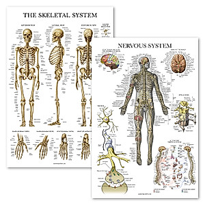 Palace Learning 2 Pack - Skeletal System Anatomical Poster + Nervous System Anatomy Chart - Laminated