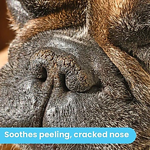 Pawtitas Nose Balm for Dogs for Moisturizers Dry, Chapped, Cracked, and Crusty Dog Noses Providing a Layer of Protection on Your Dog Snout Manufactured with Certified Organic Ingredients 0.15 OZ