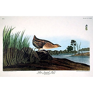 Yellow-breasted Rail. From"The Birds of America" (Amsterdam Edition)