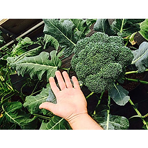 3 ft X 6 ft Victory 8 EZ-GRO Med Rectangle Raised Garden Bed Just Right Size AeroFlow Proprietary Fabric Grow Your OWN