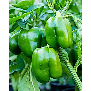 Sweet Bell Pepper Seeds Collection, 200 Seeds, 4 Heirloom Non-GMO Varieties. Giant Green, Yellow Sunbright, Orange Horizon, Big Red.