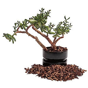 Molly's Succulent Mix - Premium Gritty Soilless Potting Mix for Succulents, Cactus and Bonsai - Contains Akadama, Hyuga, Bark Fines, Pumice, Lava Rock, Mycorrhizae 3.3 Liters