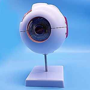 QSMYS Human Eye Eyeball Anatomical Model,Anatomically Accurate Human Eye 6X Enlarged Anatomy Model for Science Classroom Study Display Teaching Model