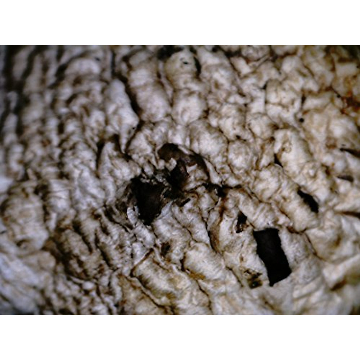 Celestron 44314 FlipView Handheld LCD Microscope (Grey)