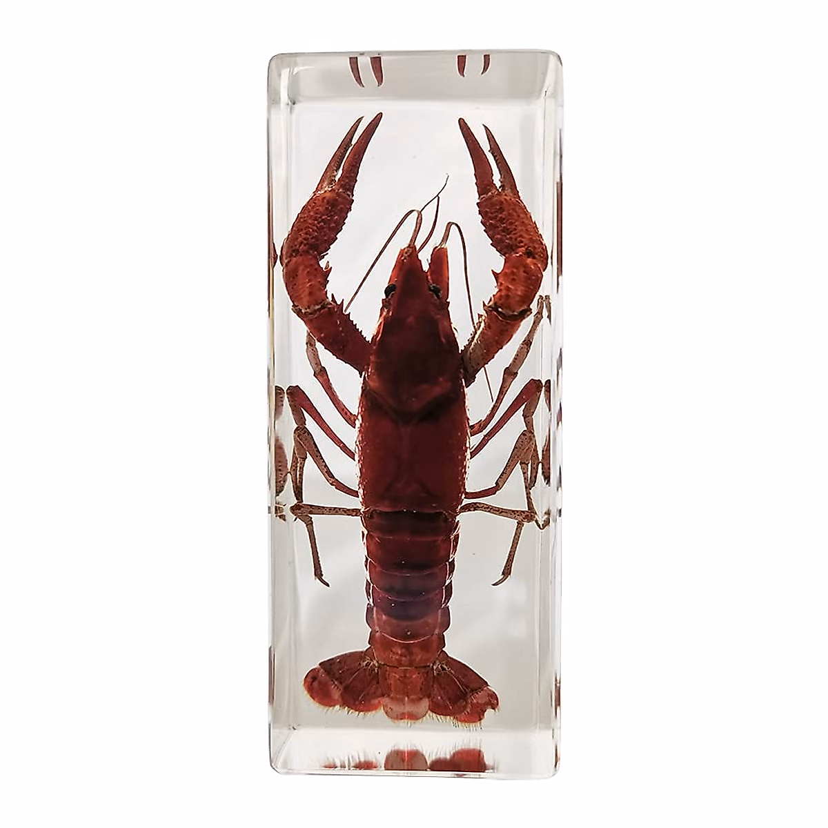 FlyingBean Real Shrimp Specimens in Resin Paperweight Crafts, Animal Taxidermy Collection for Science Education & Desk Ornament (Crayfish), 110 x 44 x 27mm (4.3 x 1.7 x 1.1 inch), (FBBH-01)