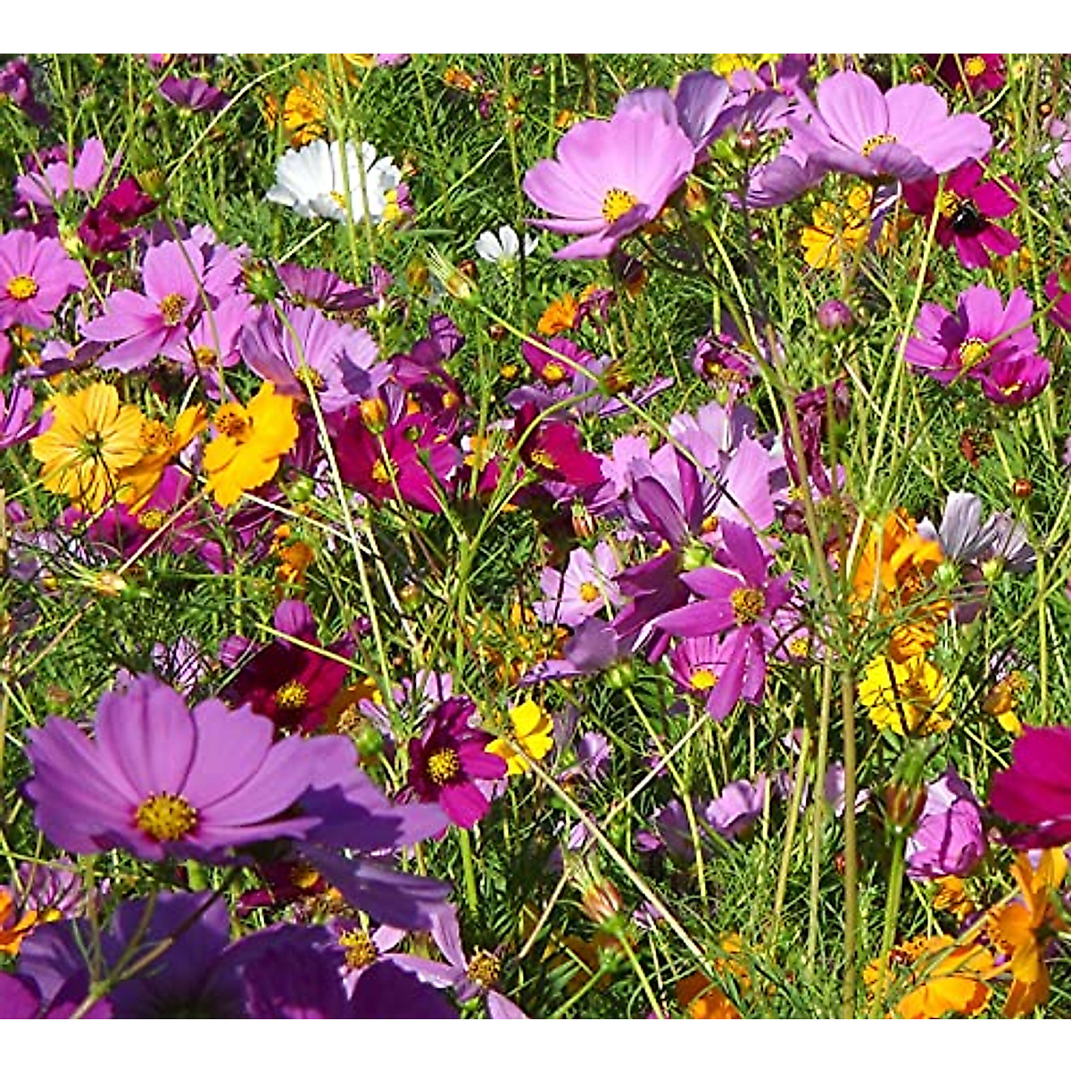 Garden State Parkway Wildflower Seeds - Annuals - Attracts Birds and Butterflies