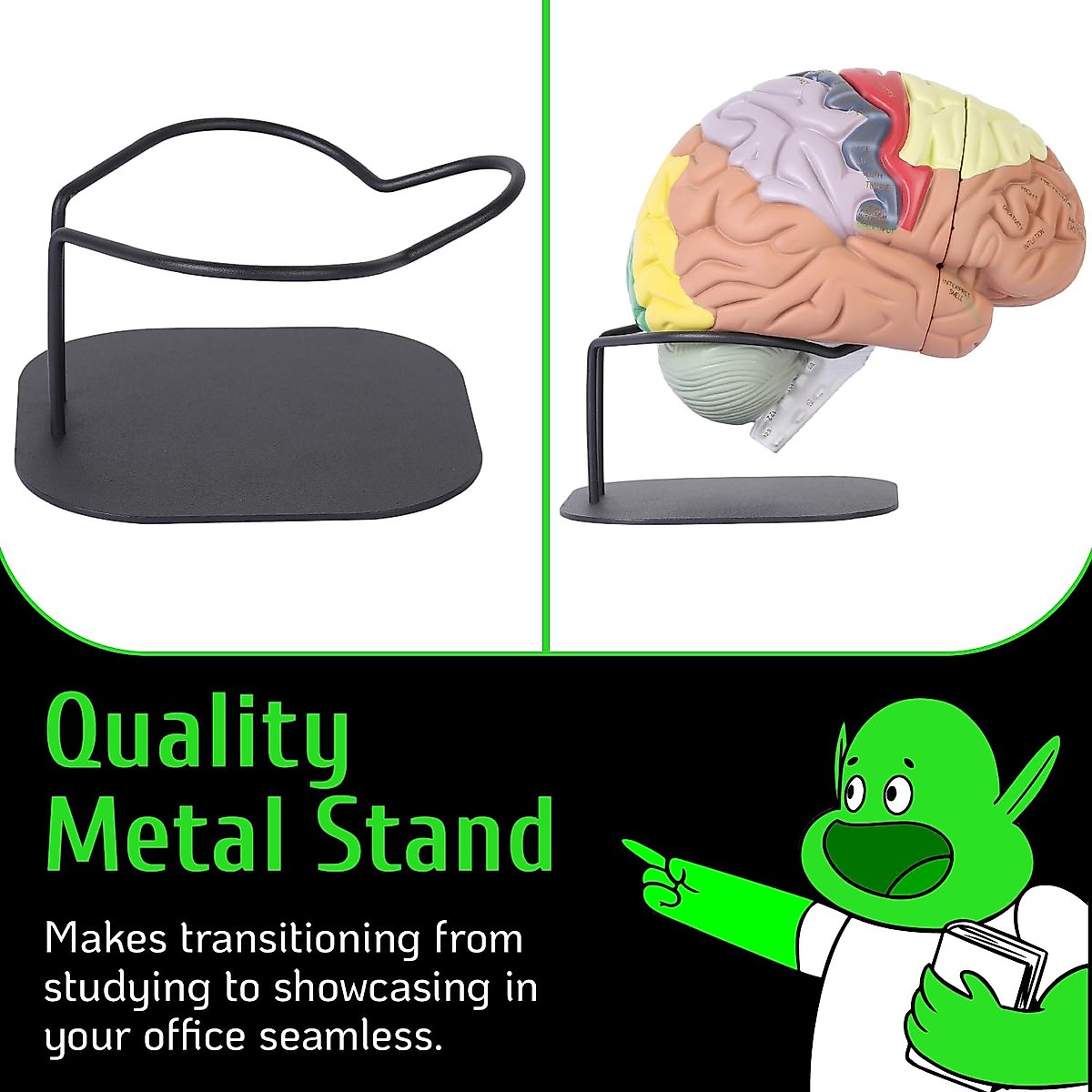 Geekidoc Human Brain Model with Laser-Engraved Numbers and Labeling | Includes Sturdy Metal Stand, Lightweight Carrying Case and Magnetic Dissections | 2x Life-size Human Brain Anatomy Model
