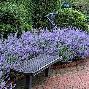 Catmint Seeds- 'Blue Wonder'-(Nepeta Mussinii)-Compact, Heat Tolerant,Perennial,Hardy,Excellent Groundcover! 25 Seeds-QAUZUY GARDEN
