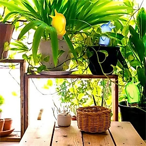 80ml Self Spike Planter Drip Watering Bird, 4pcs Plant Automatic Watering Nail, Make Plants Healthier Automatic Drip Irrigation Automatic Waterer for Indoor and Outdoor Plants with Wet Roots (4Pcs)