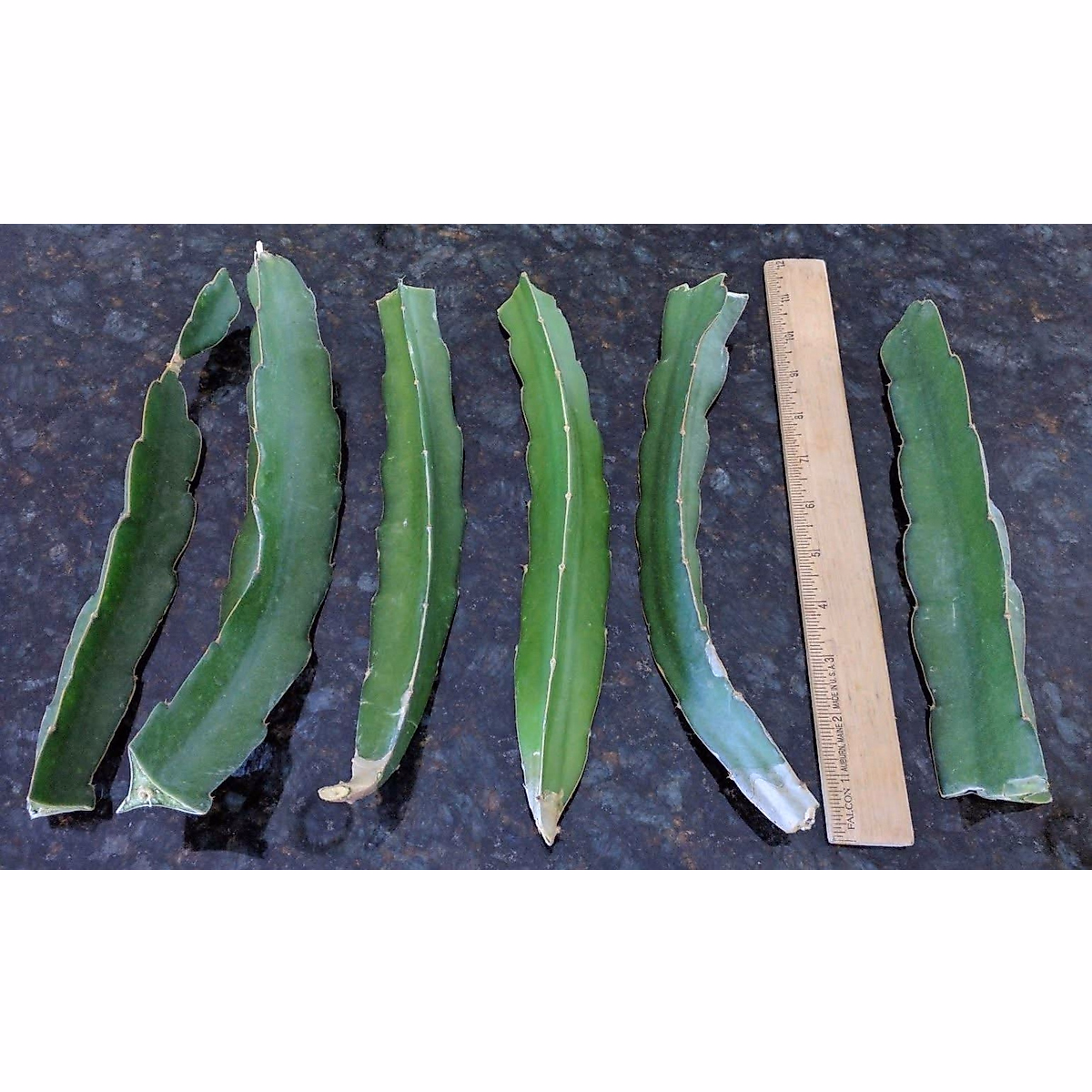 2 Healthy RED Dragon Fruit Plant Vine Cuttings Pitahaya 10 Inch Cutting