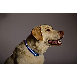 Blazin LED Light Up Dog Collar - 1,000 Feet of Visibility - Brightest for Night Safety - USB Rechargeable Waterproof Dog Collar Light