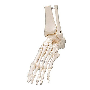 3B Scientific A31/1 Foot Skeleton-flexibly w/portions of Tibia- Fibula - 3B Smart Anatomy