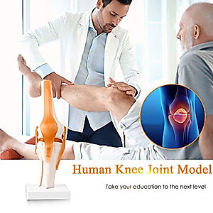 LYOU Human Knee Joint Model with Knee Ligament, Life Size Anatomical Knee Joint Flexible Skeleton Model, Perfect for Medical Learning and Teaching